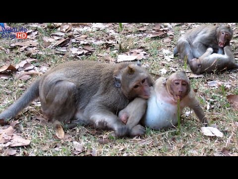 Brutus Monkey Bite Sweet Pea, Sweet Pea Cry Loudly For Food - YouTube