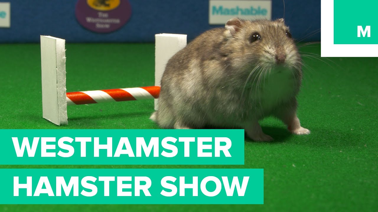 The Westhamster Hamster Show is Here and it's Hoppin' - YouTube