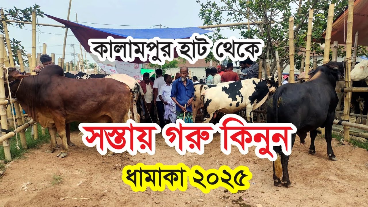 ২০২৫, কালামপুর হাটে সস্তায় গরু এবং মহিষ কিনুন || Polash Vlogs PC. - YouTube