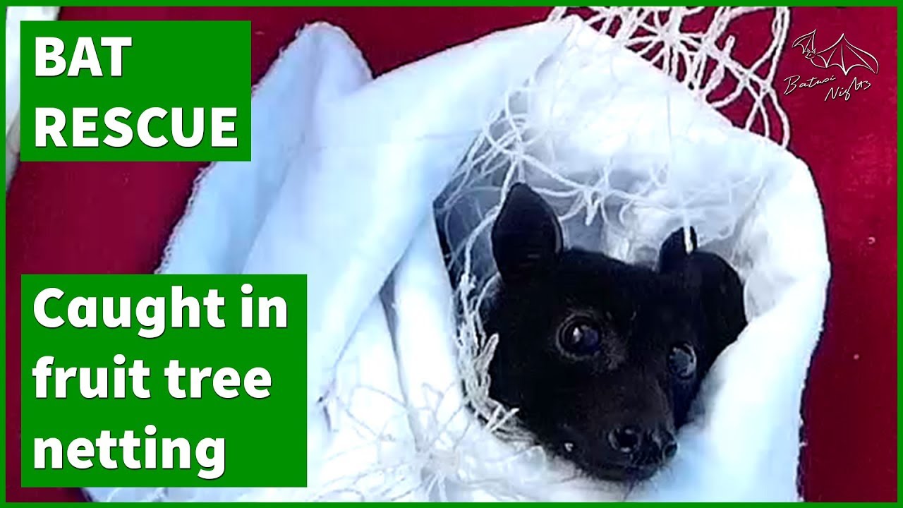 Rescuing a bat caught in fruit tree netting. This is Luke. - YouTube