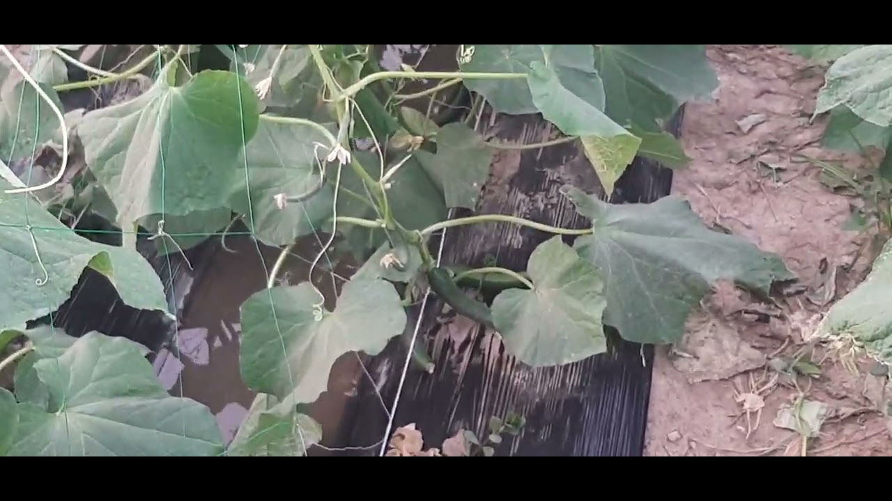 Sapry of the cocomber 🥒 crops in the field work village #trending # ...