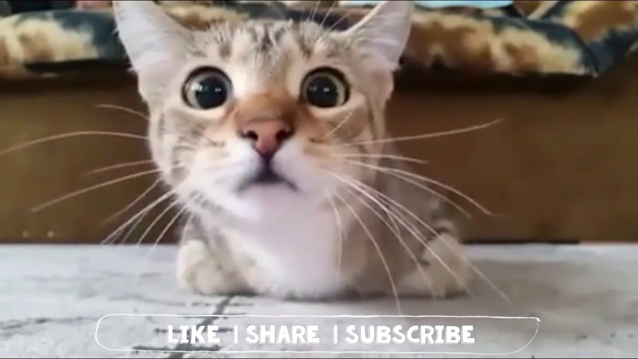 Cat Reaction Funny GIF Video - YouTube