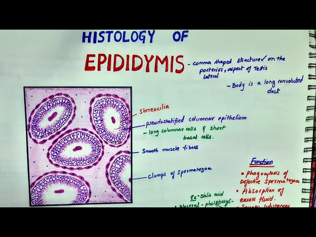 Epididymis Histology