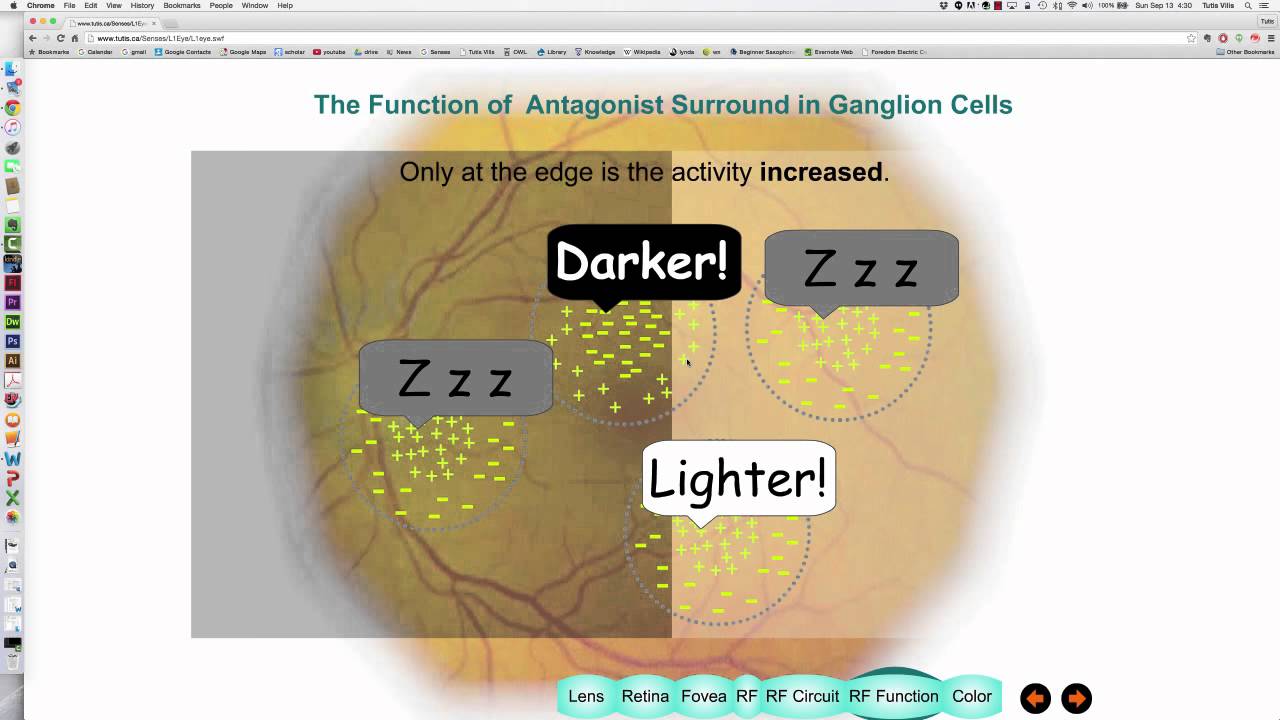 Lecture 1 The Eye 2015 - YouTube