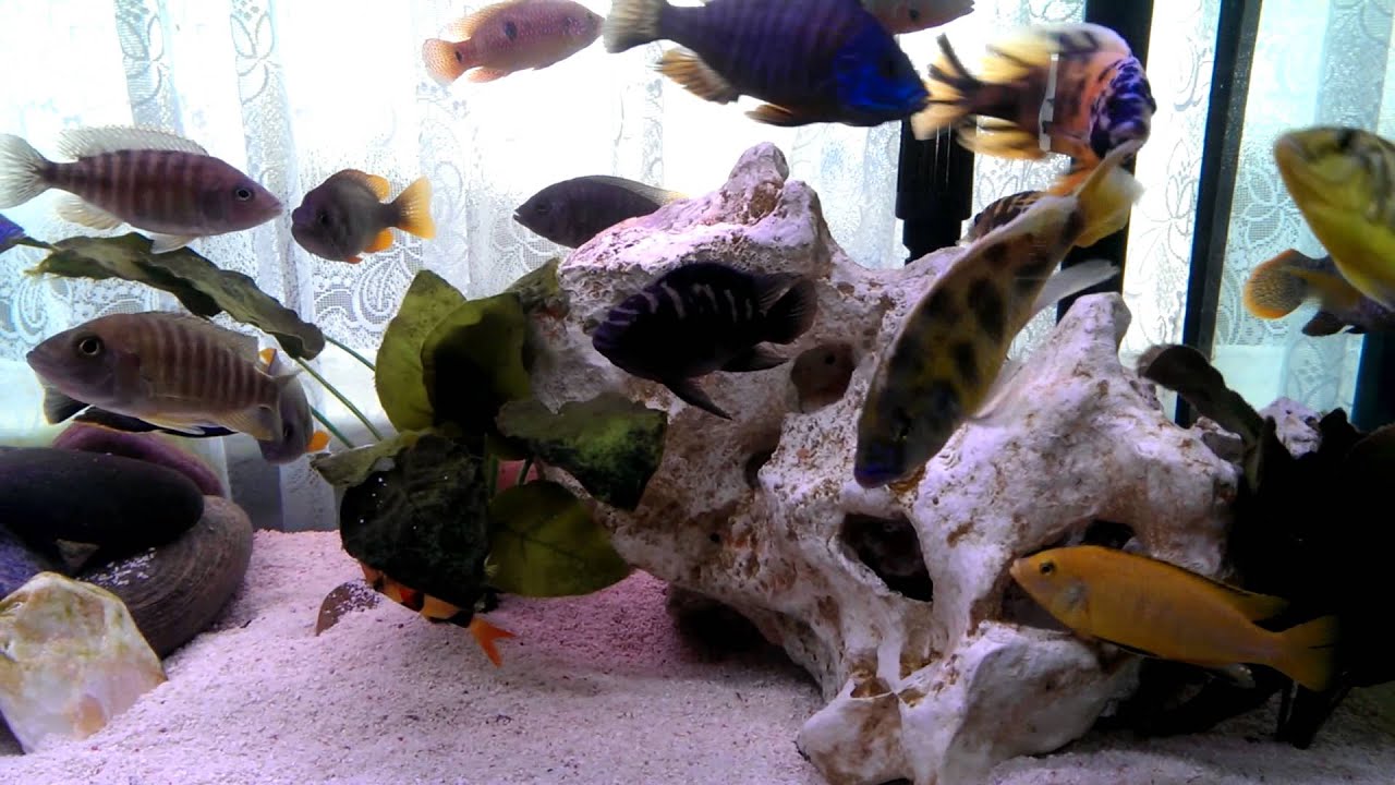 Malawi cichlids mixed - YouTube