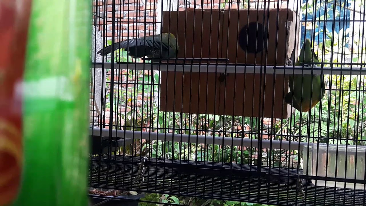 Hobi pelihara burung cantik yg menguntungkan - YouTube