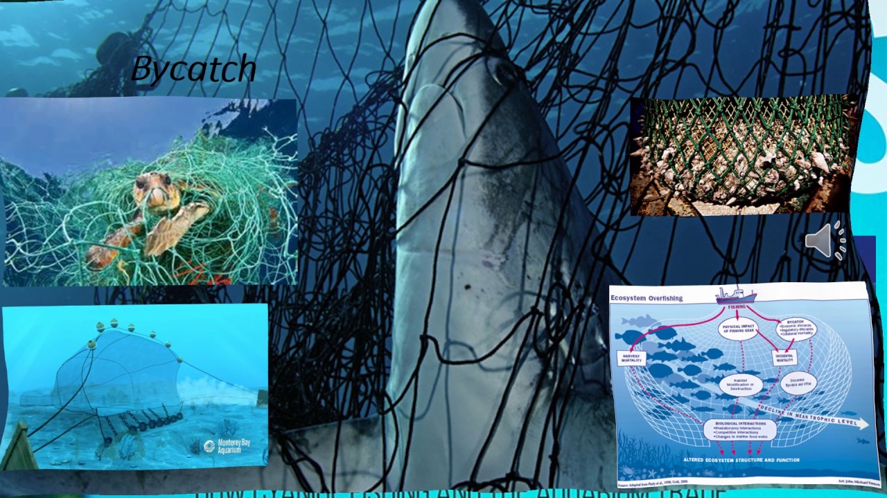 Destructive fishing practices project for oceanography class - YouTube