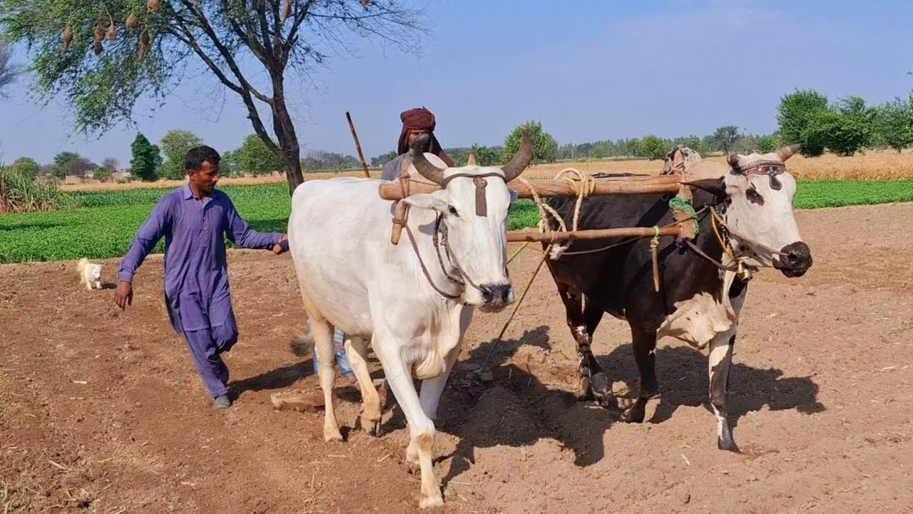 Bull powered field levelling | Green field preparation with bull ...