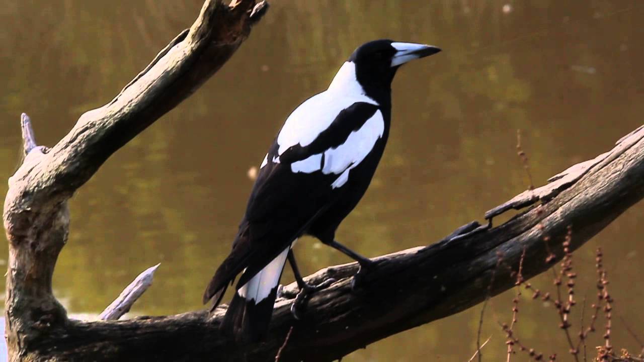 Traralgon Railway Reserve - Australian Magpie Song - YouTube