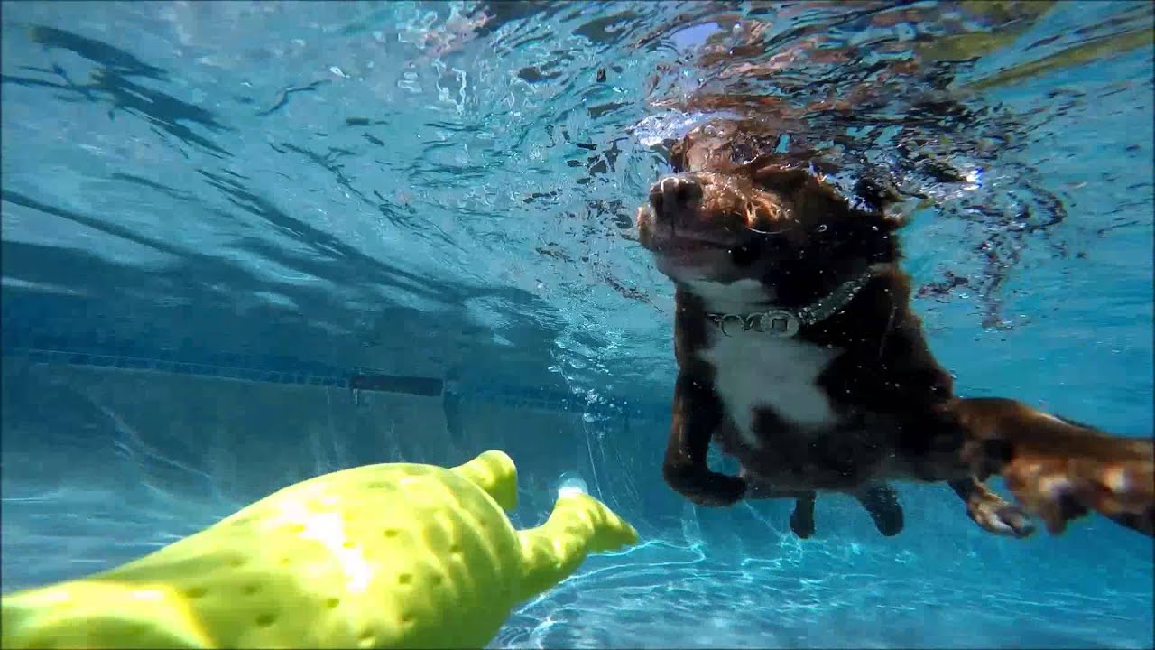 Pit Bull Terrier mix Chewie dives underwater for her dog toy frog - YouTube