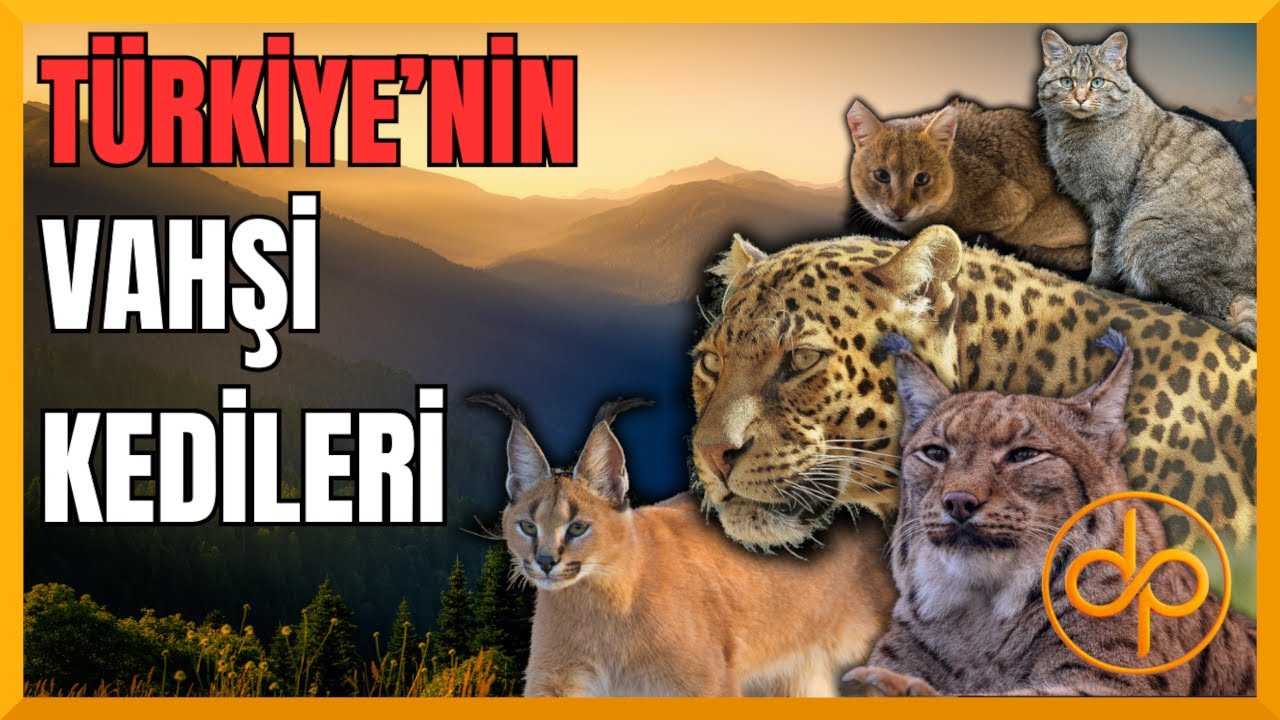 Türkiye’nin VAHŞİ KEDİLERİ!!! |(Vaşak, Karakulak, Saz Kedisi, Yaban Kedisi, Anadolu Parsı) - YouTube