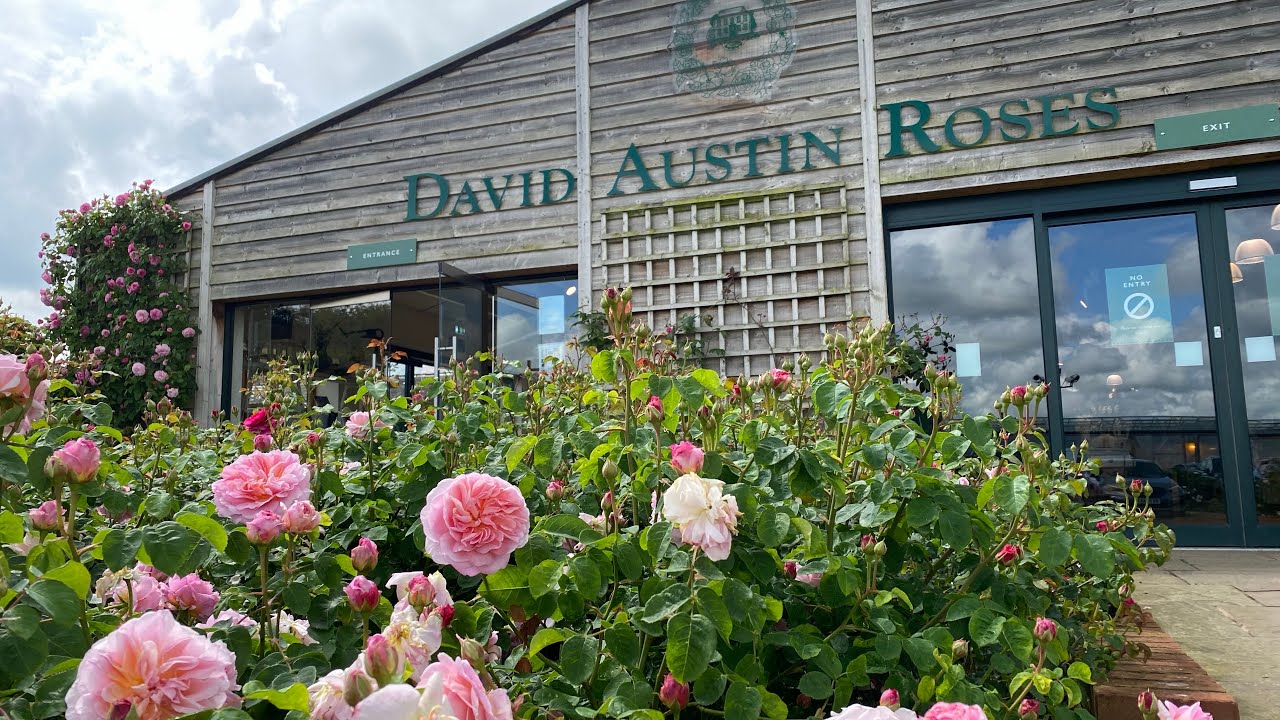 My visit to David Austin Gardens HQ| New 2024 Emma Bridgewater rose ...