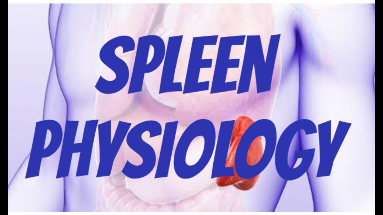 Spleen|physiology|simple|detailed|diagrams|clinical - YouTube