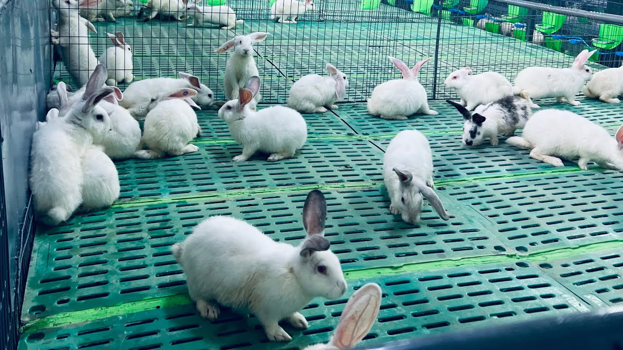 VOICI LES CAGES QU’IL TE FAUT POUR TON ÉLEVAGE DE LAPINS ️ - YouTube
