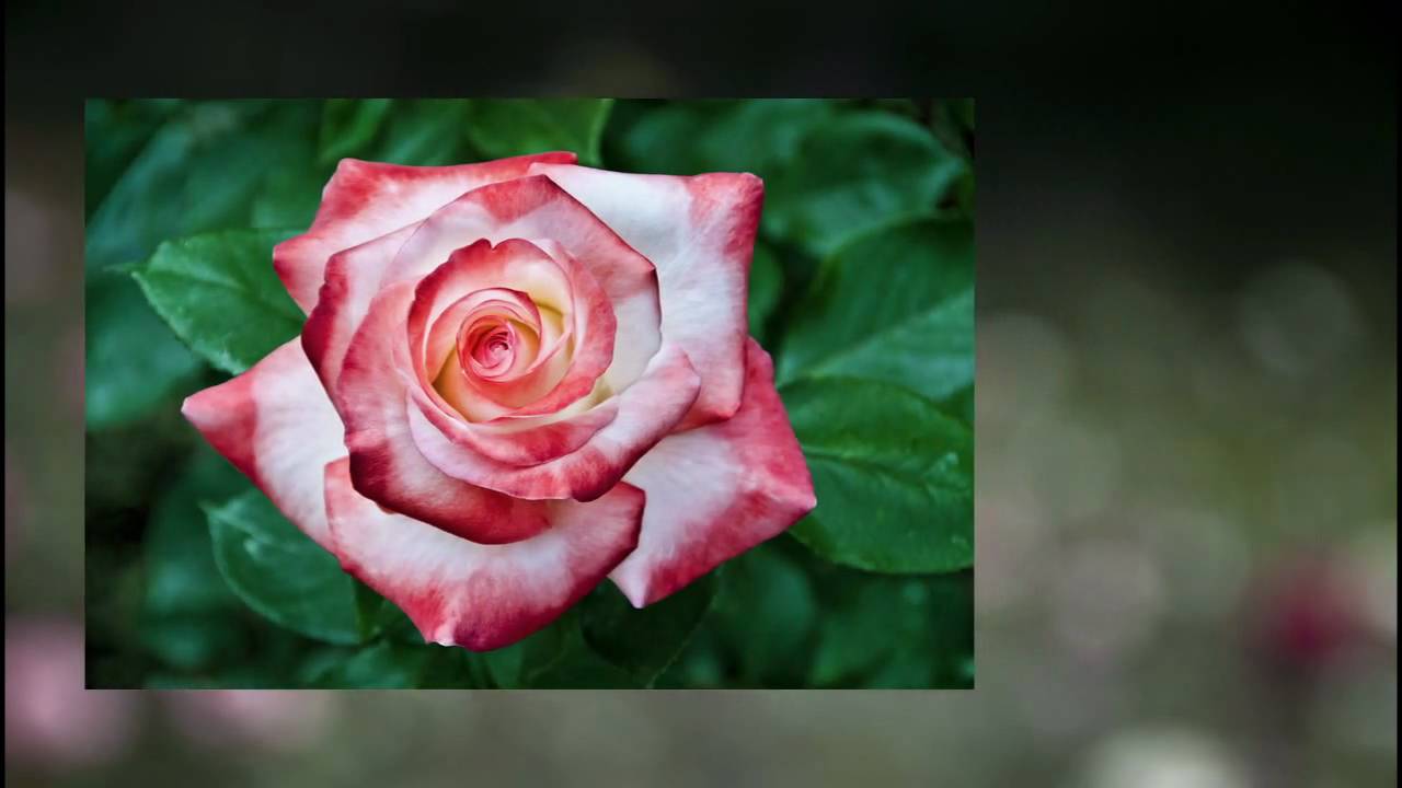 Monday Roses - YouTube