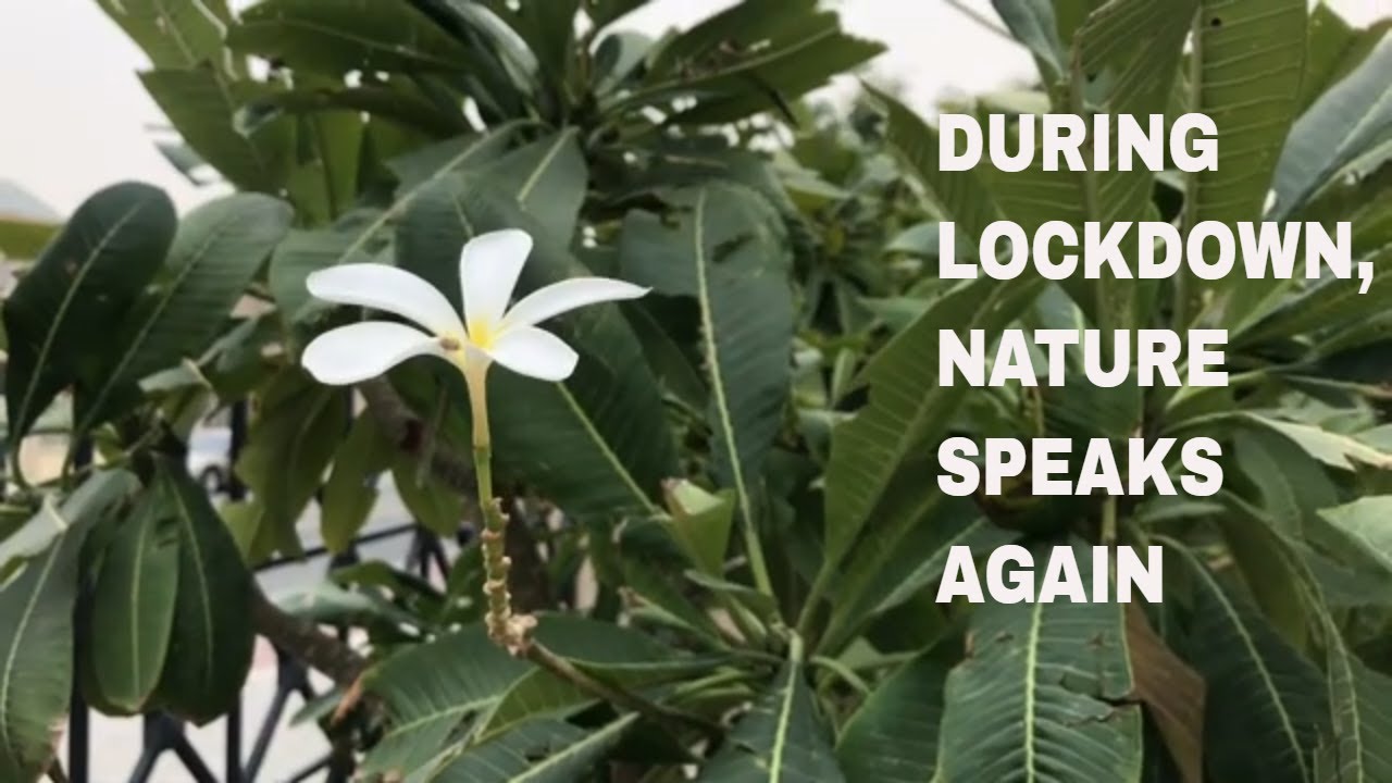 During lockdown, nature speaks again - YouTube