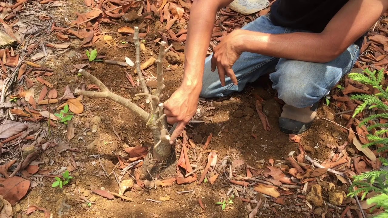 Planting of A Mapou Tree -Cyphostemma Mappia - YouTube
