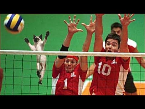 Animals Play Volleyball | Funny Volleyball Moments | (HD) #2 - YouTube