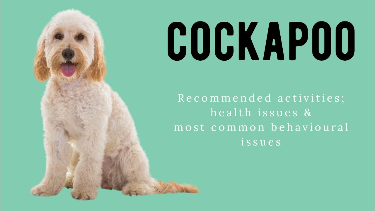 Dog Breed 101 - The Cockapoo - Activities, Behavioural Issues & Health ...