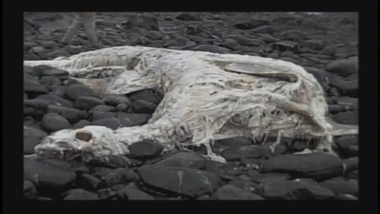 Lock Ness Monster - Kent Hovind - YouTube