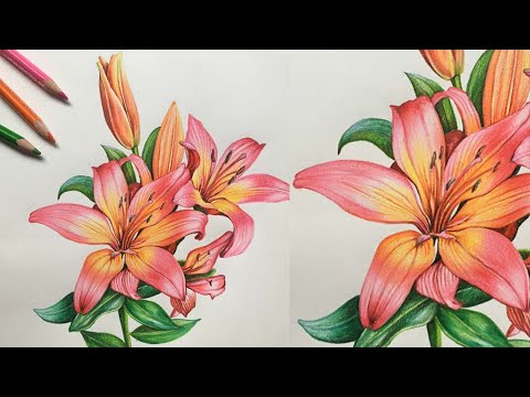 Lily Flowers Drawing in Colors Pencils | Flower Drawing | Camlin Triangular Color Pencils