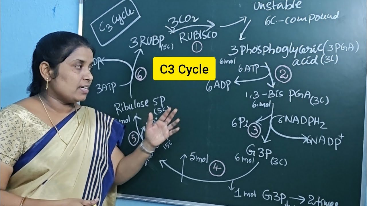 Dark Reaction l Calvin Cycle l C3 Cyclic l Photosynthesis Part-6 l ...