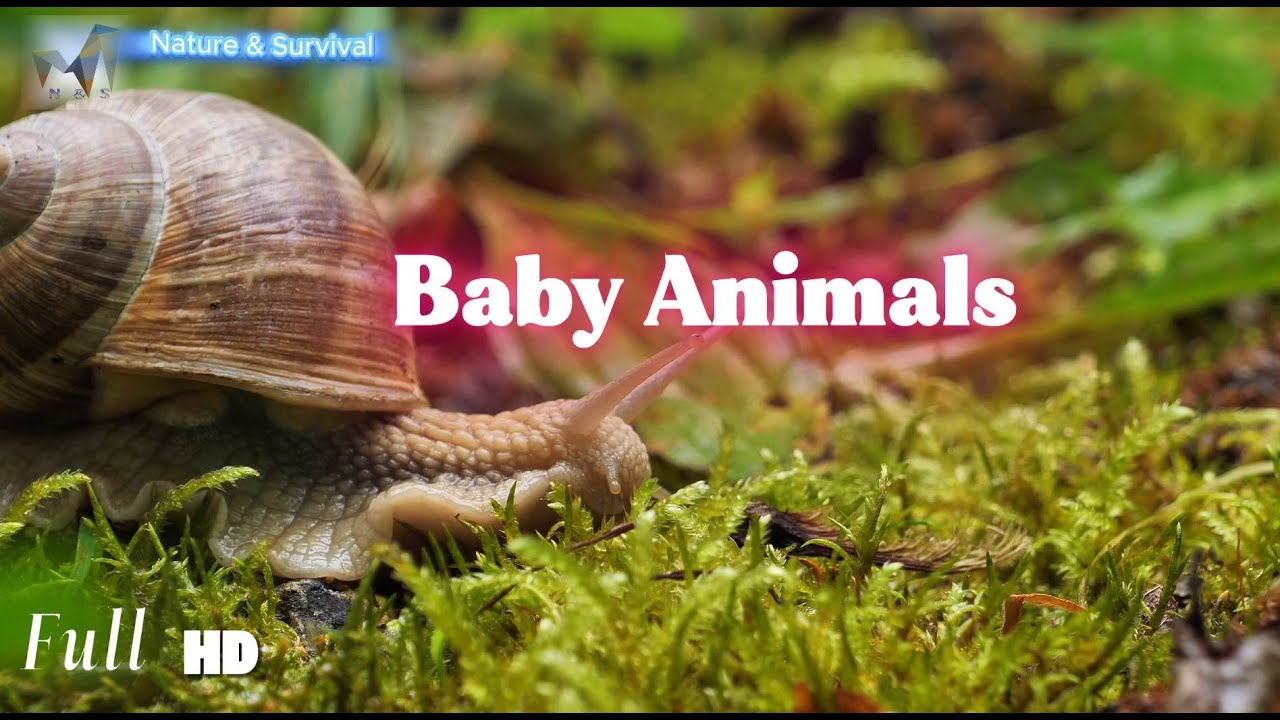 Baby Animals -- Beautiful Relaxing Music, Peaceful Soothing ...