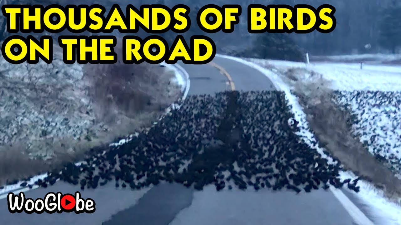 Driving Through Thousands of Birds On The Road - YouTube