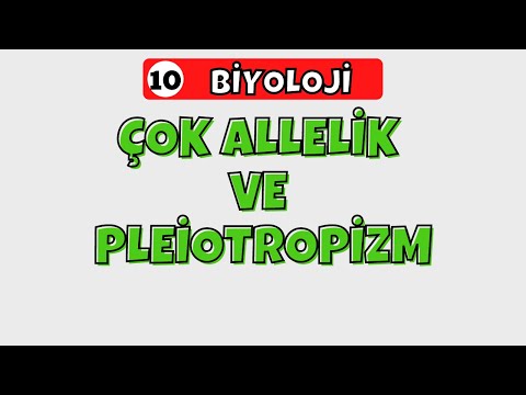 10.Sınıf Biyoloji | Çok Alellik & Pleiotropizm | 2022
