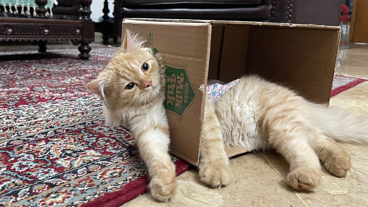 Cat vs box | funny reaction | orange cat behaviour - YouTube