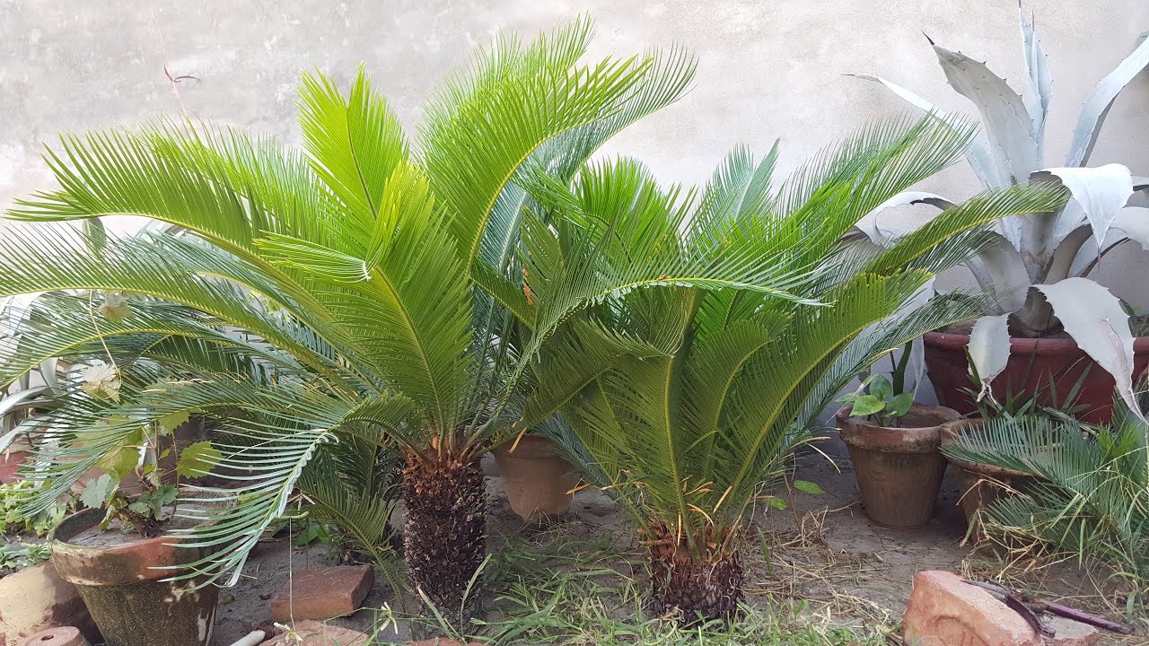 Propagation of cycas plant | sago palm | How to propagate cycas plant ...