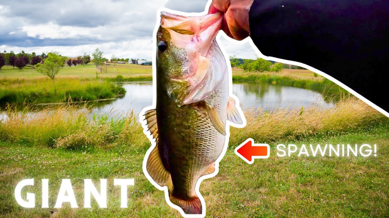 Fishing on a Rainy Day for GIANT Spawning BASS!! (Monster Caught) - YouTube