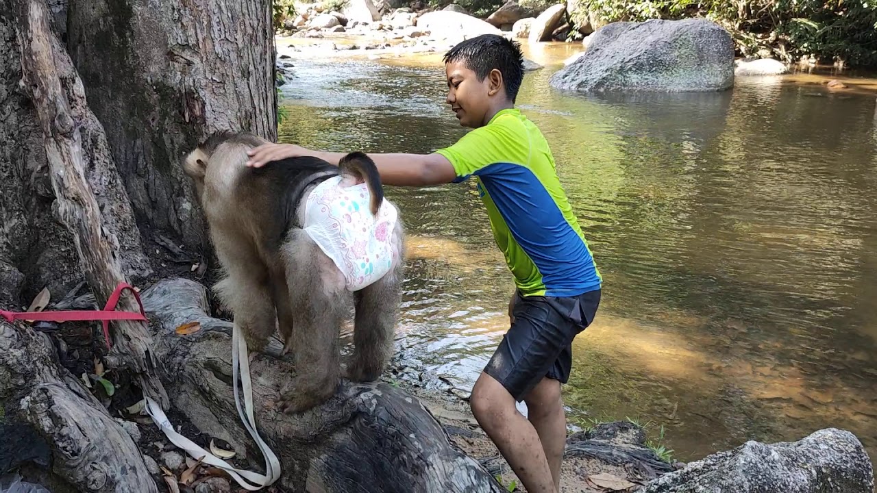 Monkey Jk Shaki at trees - YouTube