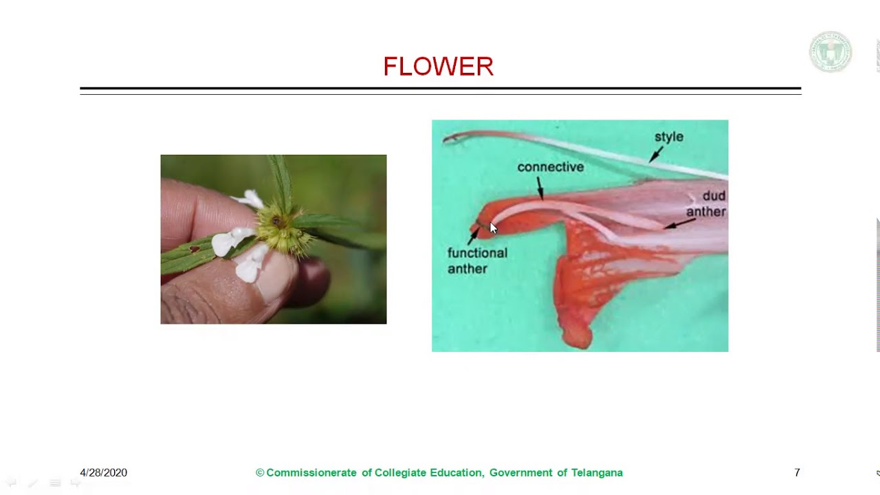 Lamiaceae/ labiatae family - YouTube