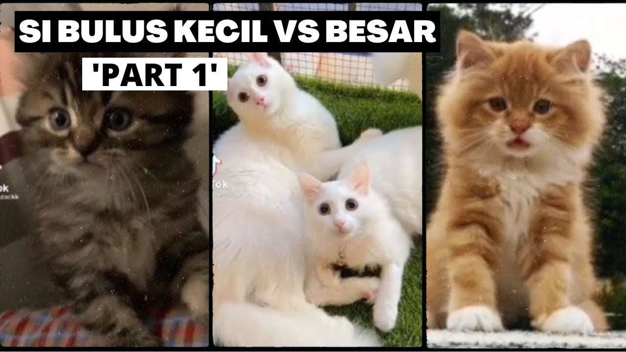 COMEL! SI BULUS MASA KECIL VS MASA BESAR. - YouTube