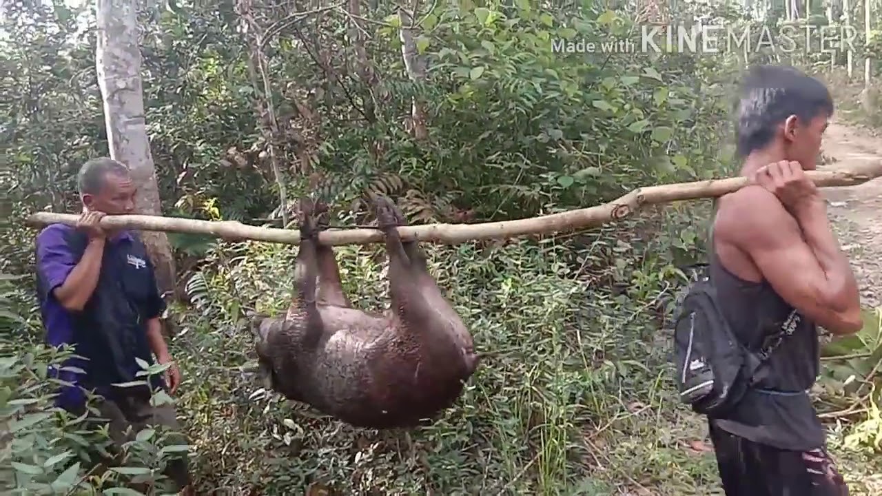 Babi ganas kena jerat tertangkap👍 - YouTube