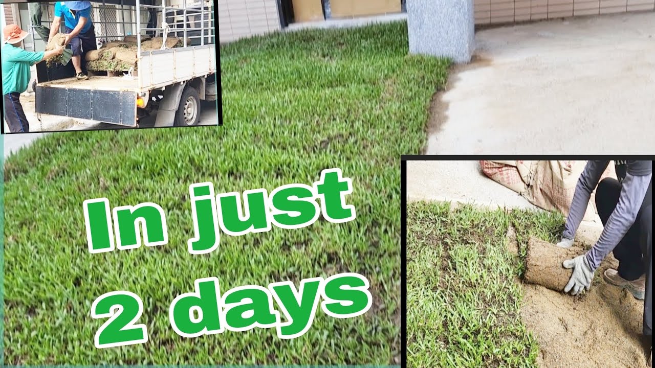 GROW A NEW LAWN FROM THE SCRATCH |YOU WON'T BELIEVE HOW WELL THIS WORK ...