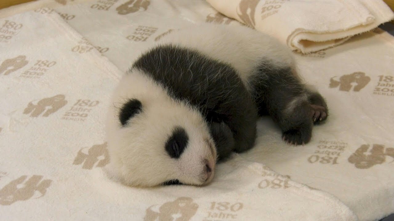 Berlin Zoo unveils newborn panda twin cubs | AFP - YouTube