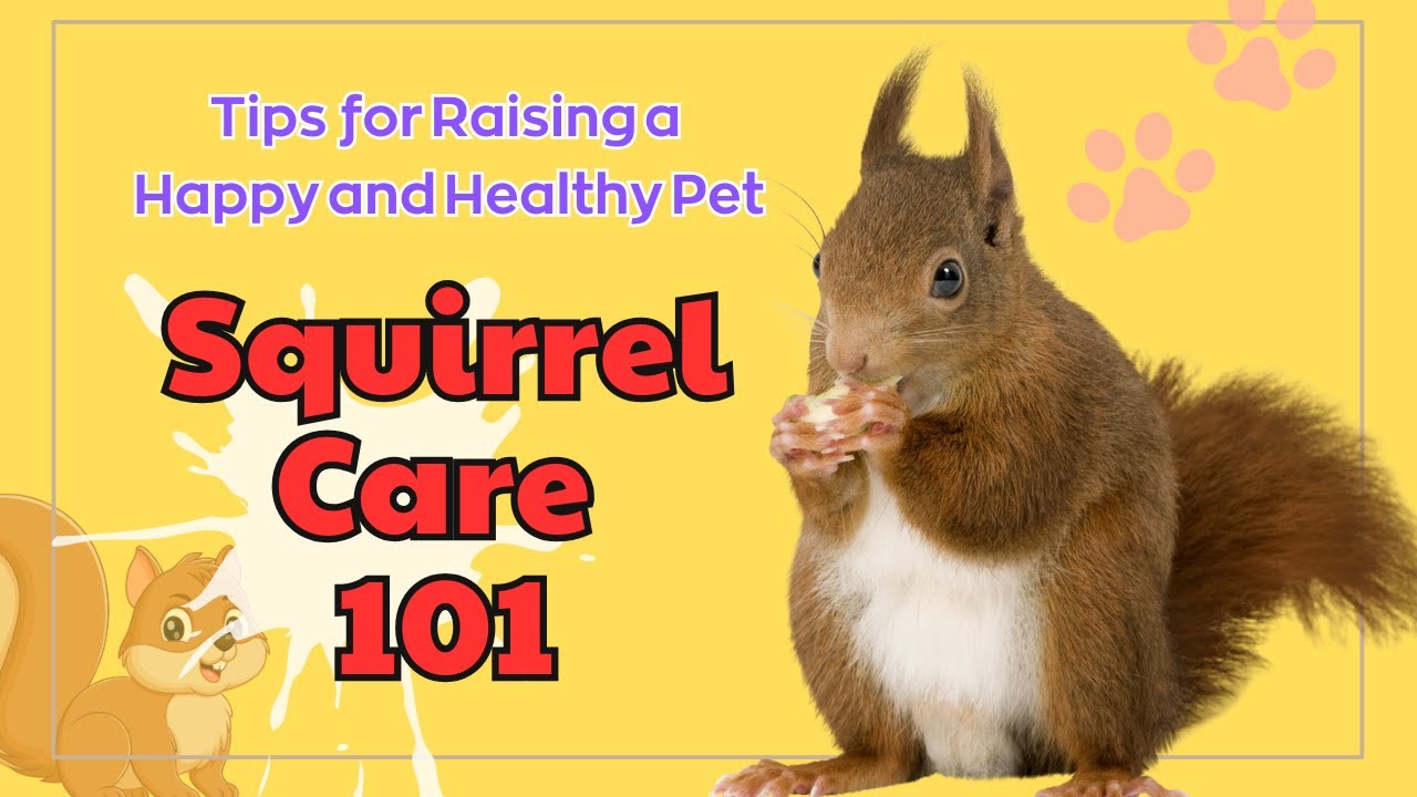 Raising a Pet Squirrel: A Delightful Adventure - YouTube