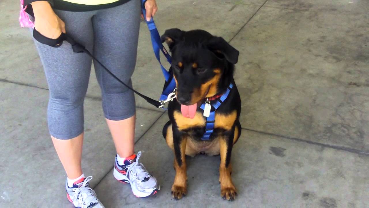 First Lesson Results Dog Evolution Training System by David Utter - YouTube