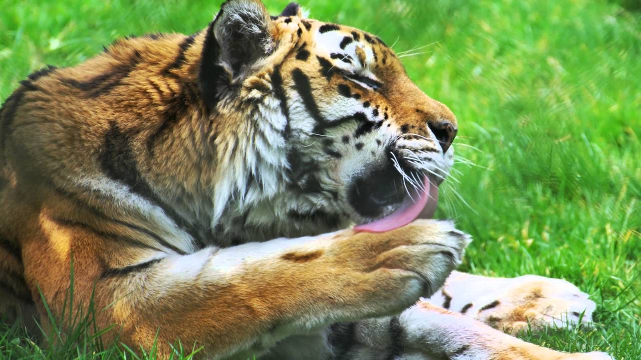 Our day out at Howletts Zoo - YouTube