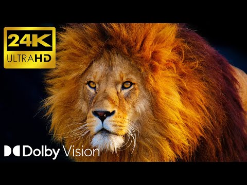 24K HDR 120 fps Dolby Vision - Vahşi Doğa Hayvanları Rahatlatıcı Müzik ile