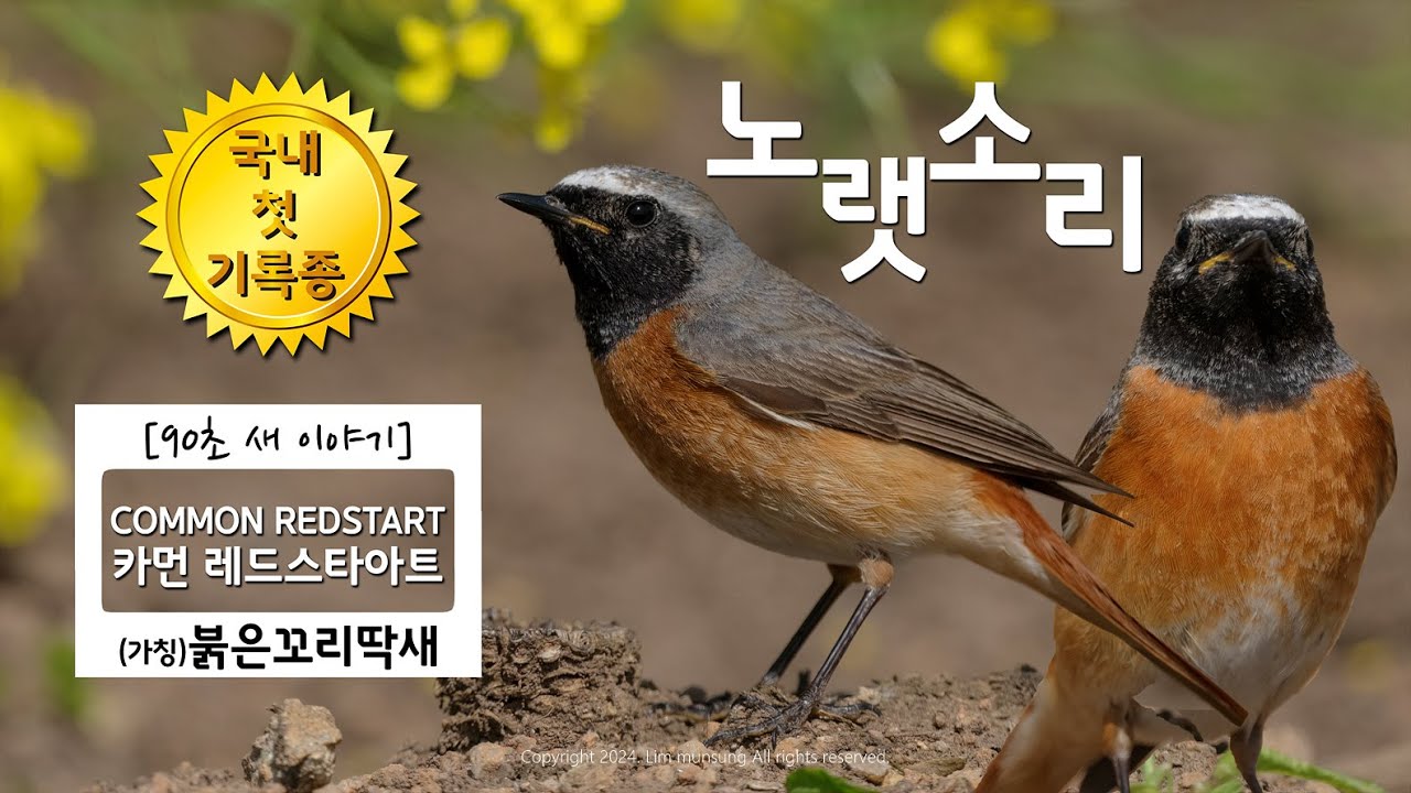 【90초 새 이야기】 한국 첫 기록종 - COMMON REDSTART의 첫 노랫소리!! Korea's First Record ...