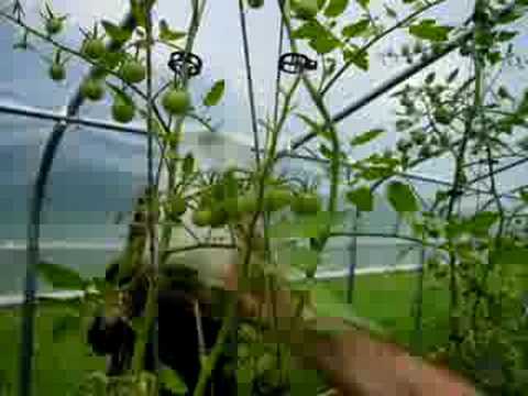 John catches a tomato hornworm