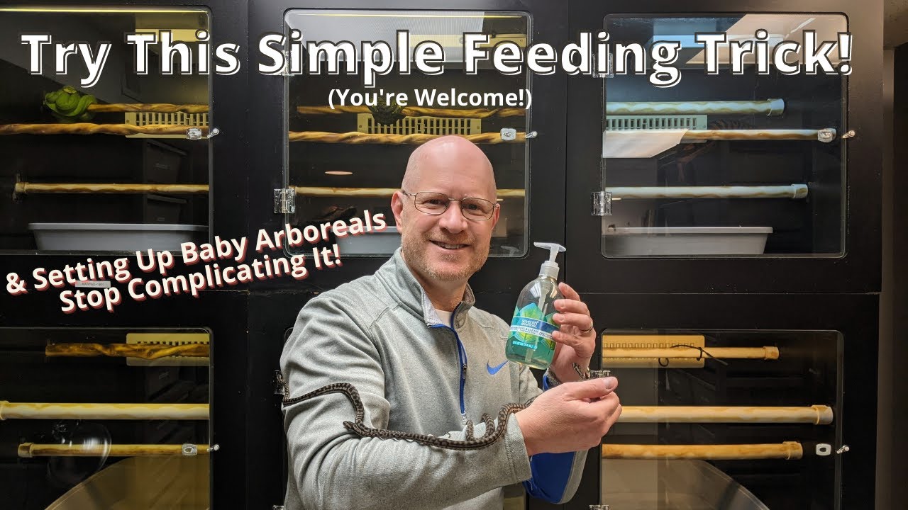 Super Simple Trick To Get Stubborn Baby Pythons Feeding! - YouTube