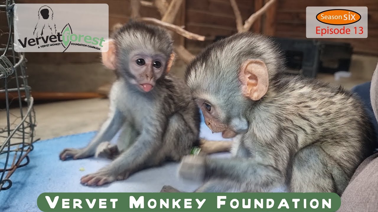 Two Orphan baby monkeys 🐒arrive, while other orphans meet their new ...