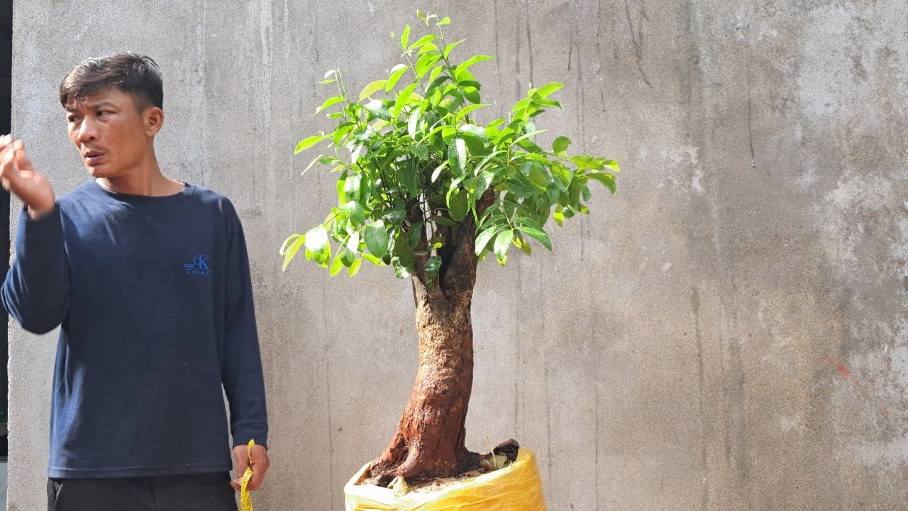 Mai rừng búp Đỏ bình thuận cây sống khỏe mời ae vào sưu tầm ạ . - YouTube