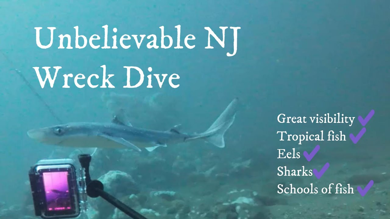 NJ Wreck Dive with Amazing visibility, Sharks, eels, tropical fish and ...