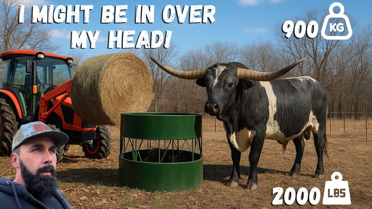 I Wasn't Ready For A 2000 Pound Bull!!! (No Idea He Was This Big ...