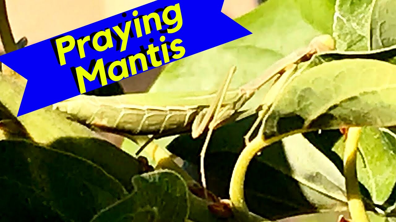 Praying Mantis Garden - YouTube